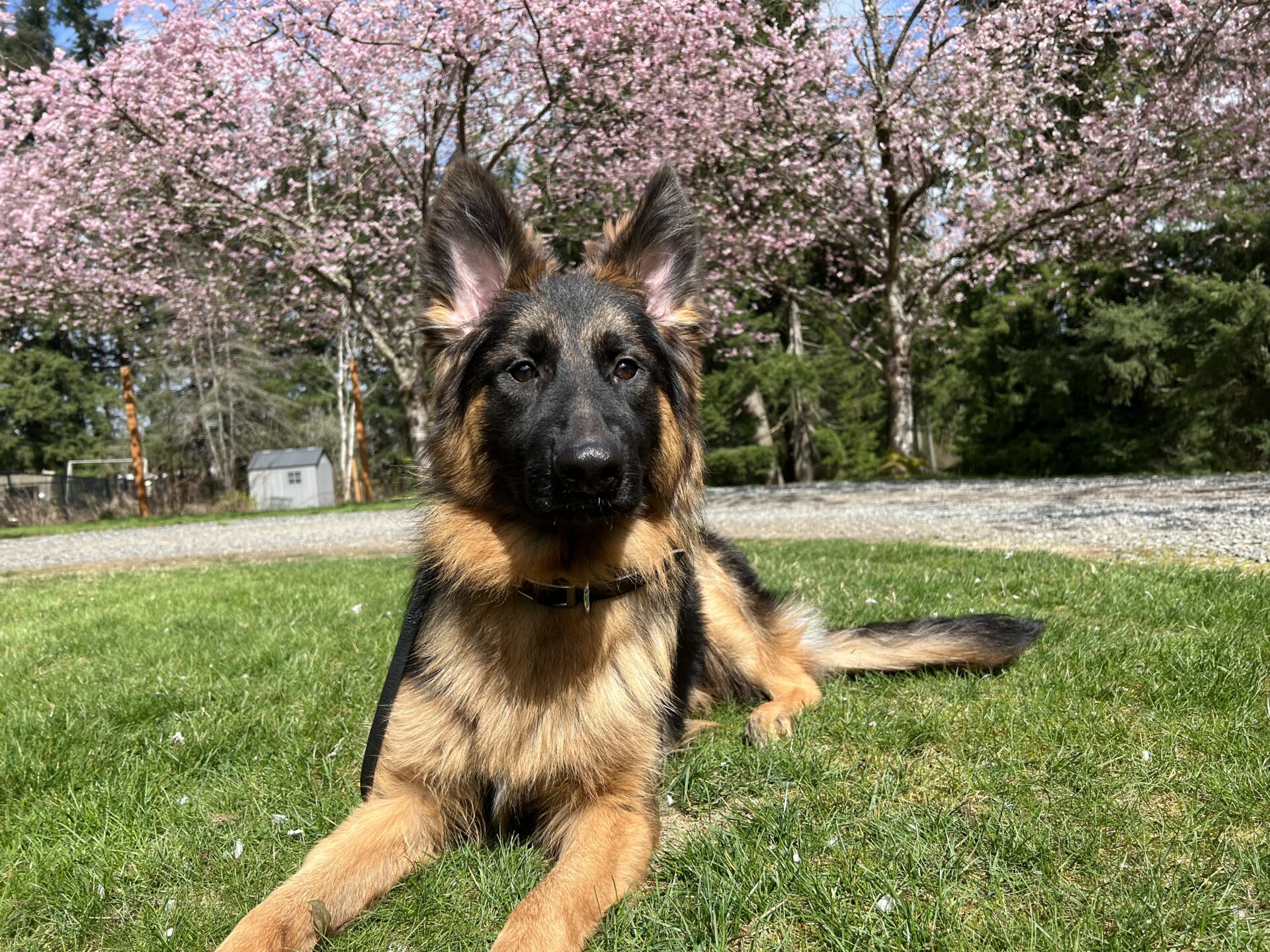 Available Dogs | Von Waldberg Kennels