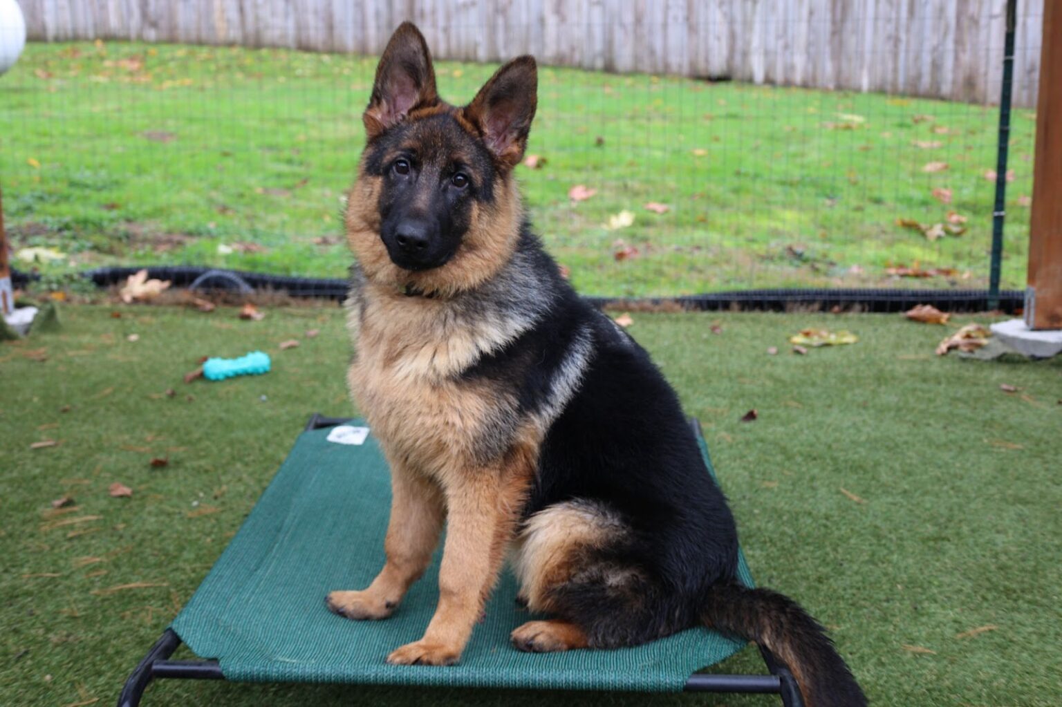 Young Adults | Von Waldberg Kennels